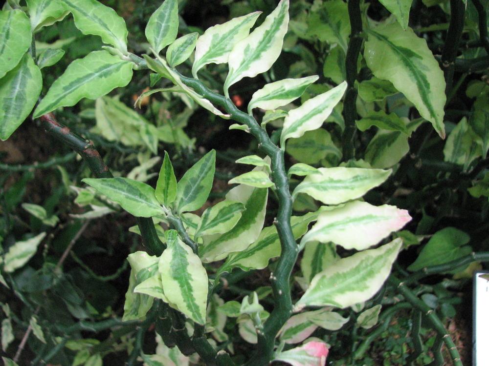 Photo of the stem, scape, stalk or bark of Variegated Devil's Backbone ...