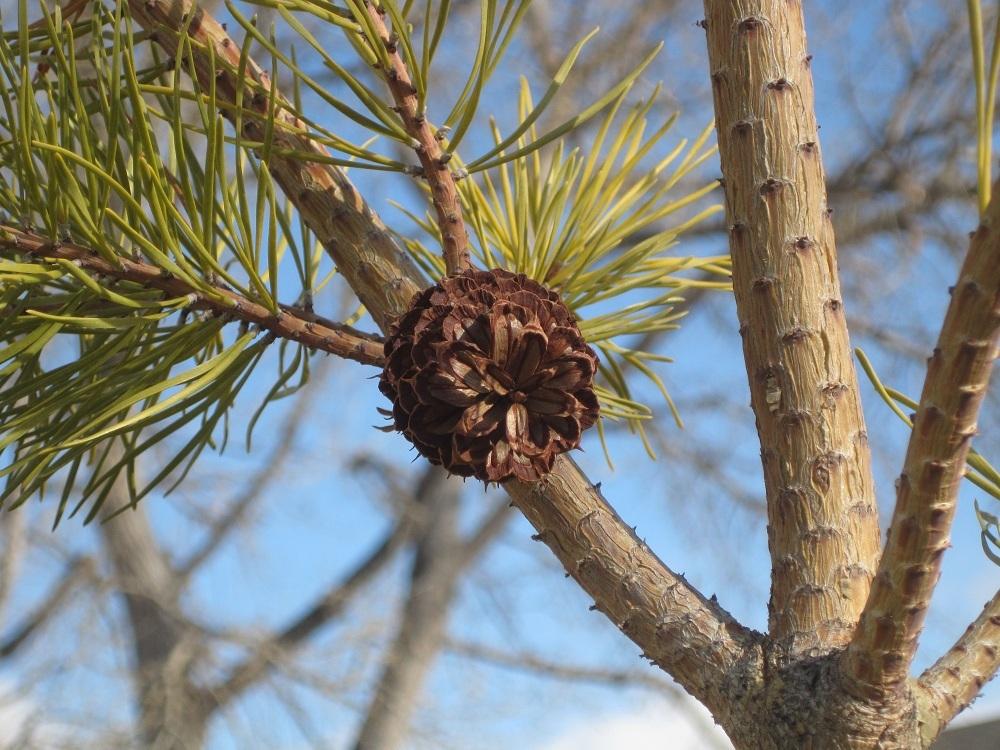Photo of the cone of Eastern White Pine (Pinus strobus 'Hillside Winter ...