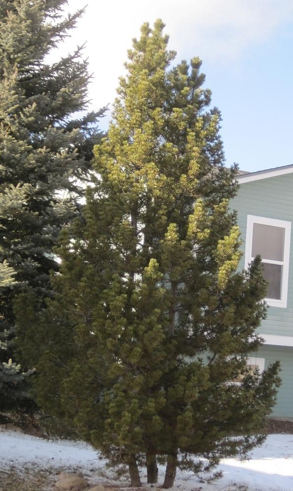 Photo of the entire plant of Two-Needle Pinon Pine (Pinus edulis ...