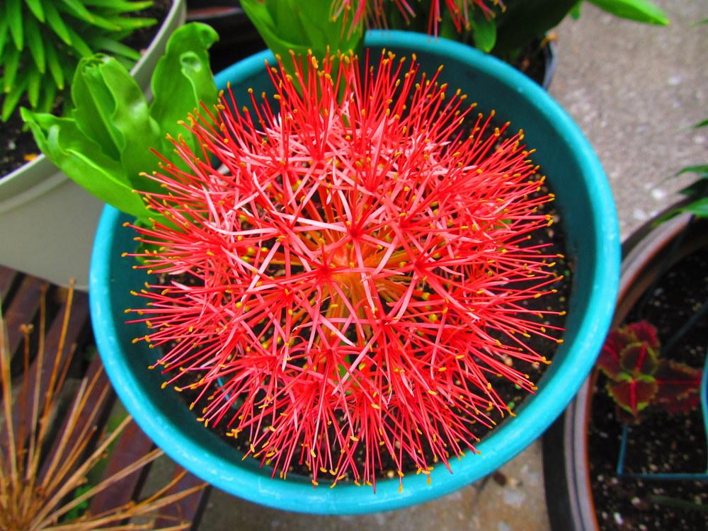 Blood Lilies: Plant Care and Collection of Varieties - Garden.org