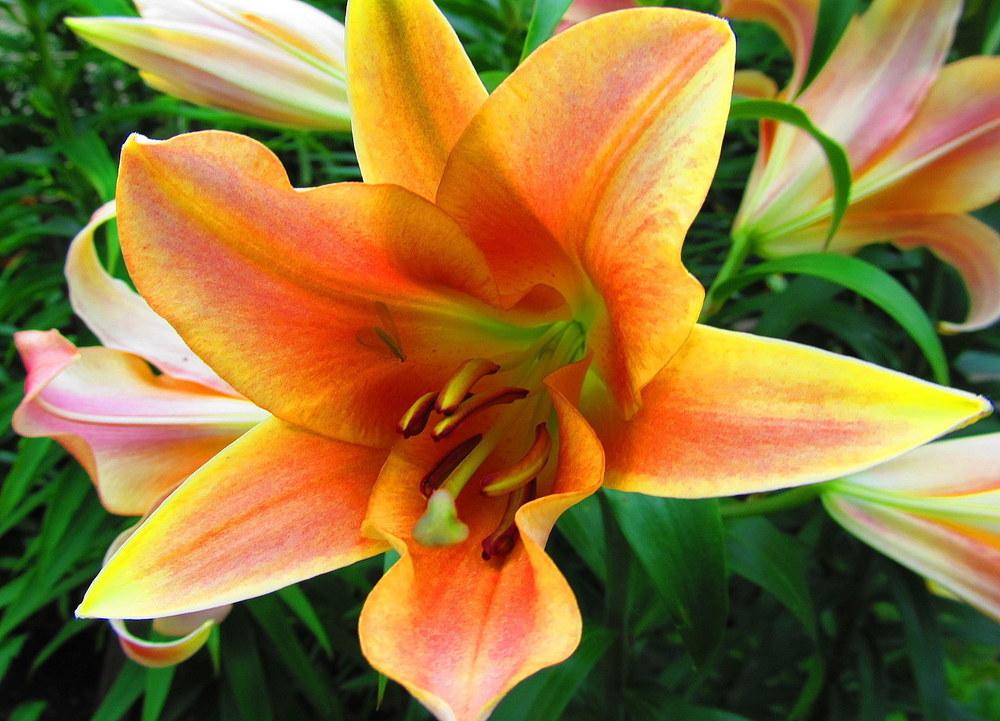 Photo of the bloom of Lily (Lilium 'Gluhwein') posted by jmorth ...