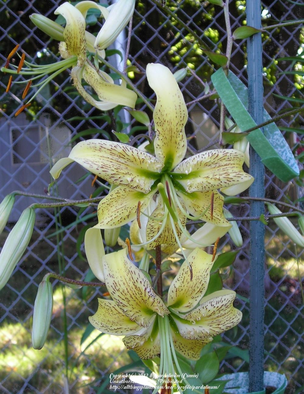 Photo of the bloom of Henry's Lily (Lilium henryi) posted by pardalinum ...