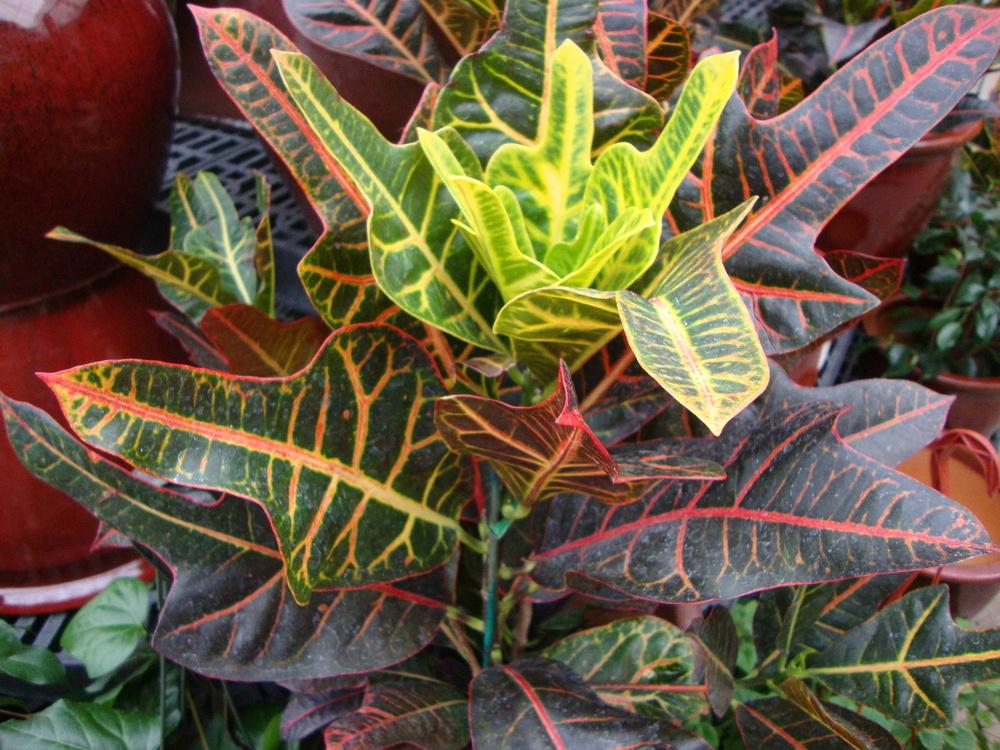Croton (Codiaeum variegatum) in the Plant ID forum - Garden.org