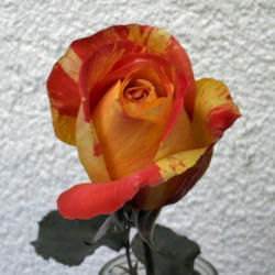 Rose (Rosa 'Tropical Sunset') in the Roses Database - Garden.org