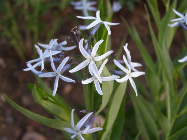 Photo of the bloom of Willow Amsonia (Amsonia tabernaemontana) posted ...