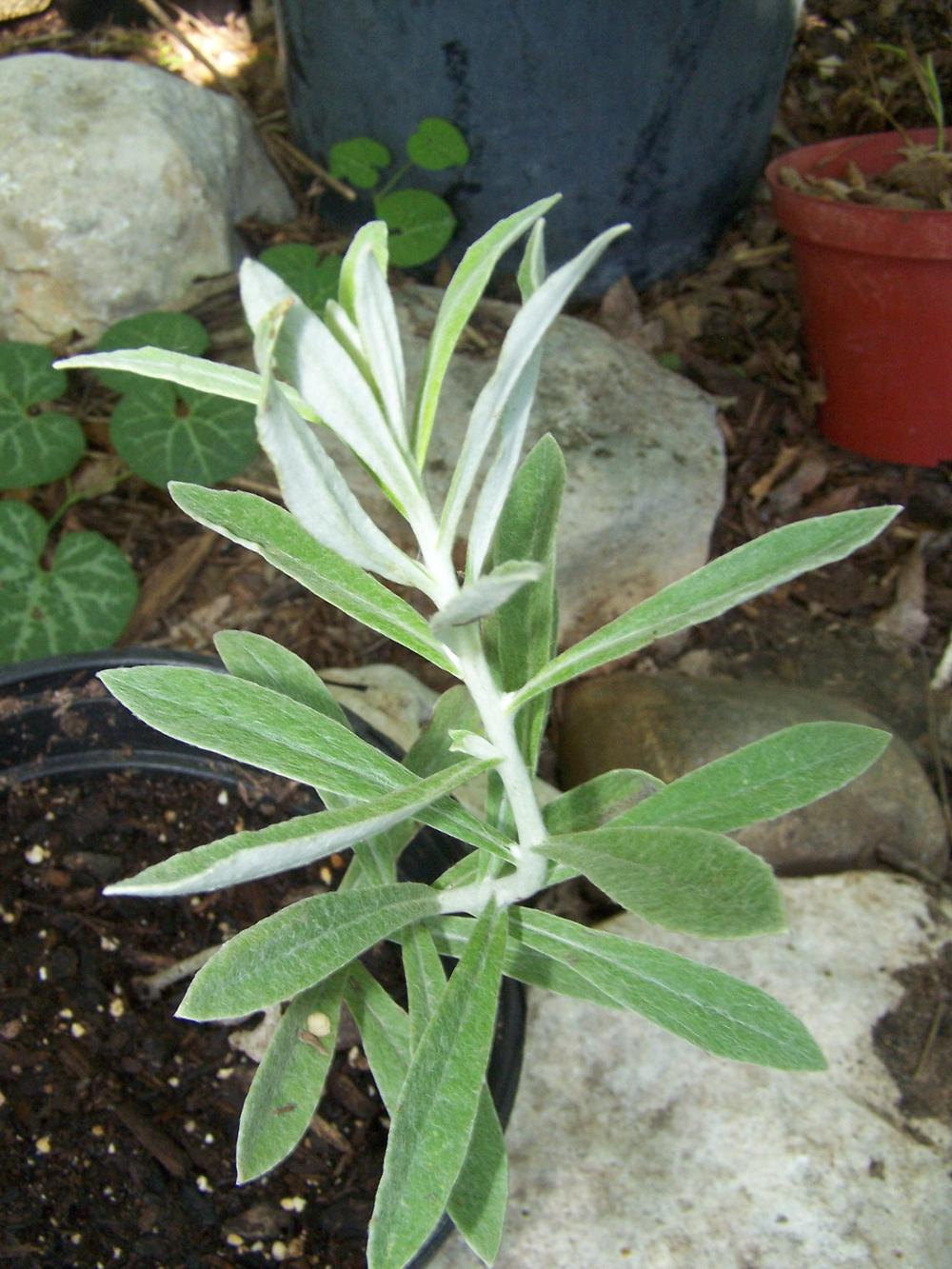 Photo of the entire plant of Sweet Everlasting (Pseudognaphalium ...