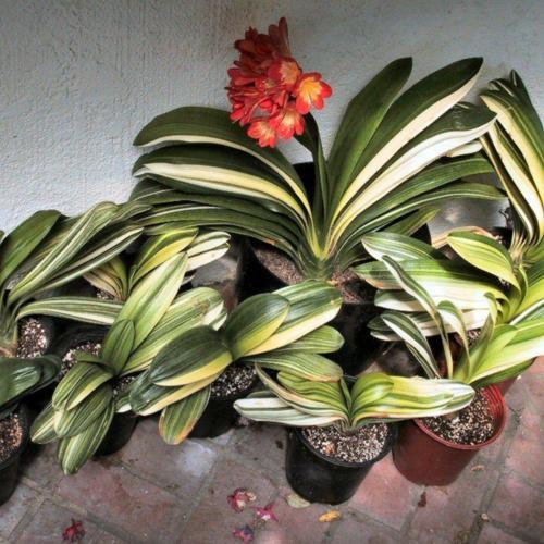 Bush Lily (Clivia miniata 'Variegata') in the Clivias Database - Garden.org