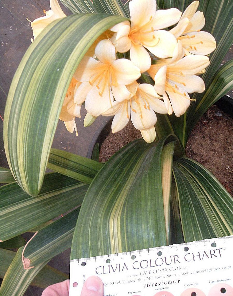 Kaffir Lily (Clivia miniata 'Solomone Variegated Yellow') in the Clivias Database - Garden.org