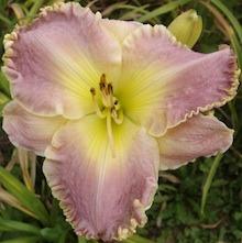 Daylily (Hemerocallis 'Emperor's Nightingale') in the Daylilies ...