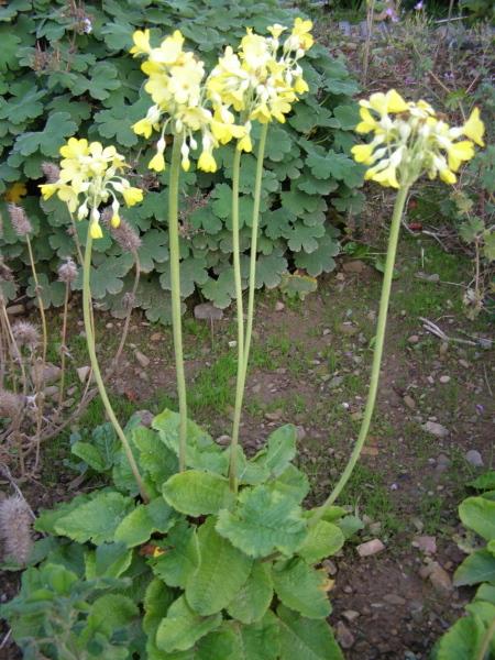 Photo of the entire plant of Tibetan Primrose (Primula florindae ...