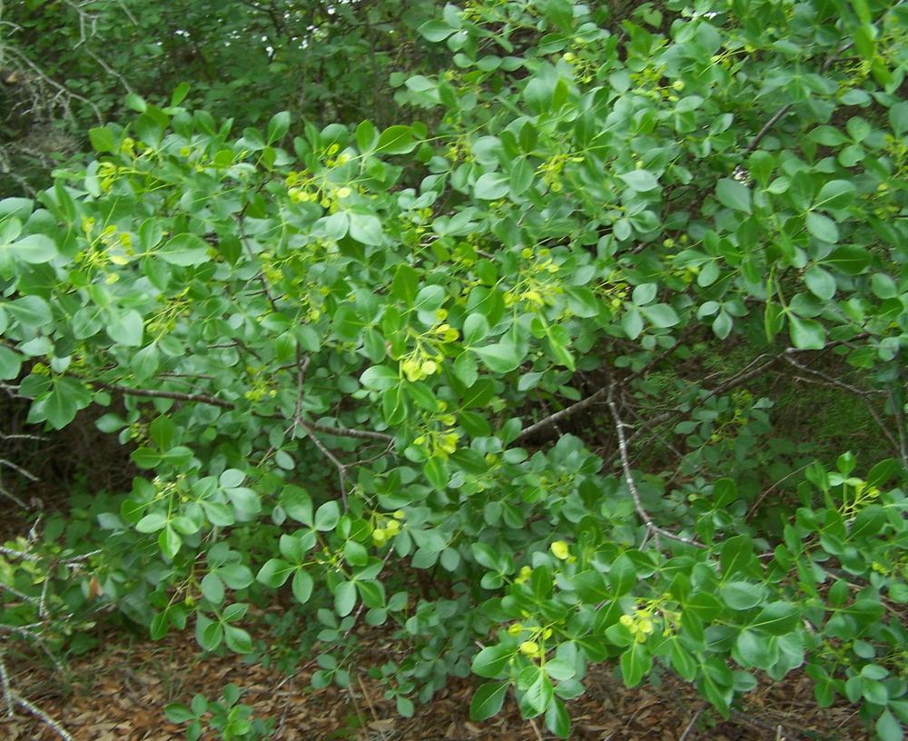 Photo of the entire plant of Wafer Ash (Ptelea trifoliata) posted by ...