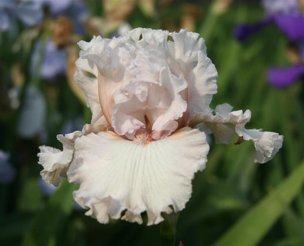 Tall Bearded Iris (Iris 'Rite of Passage') in the Irises Database ...