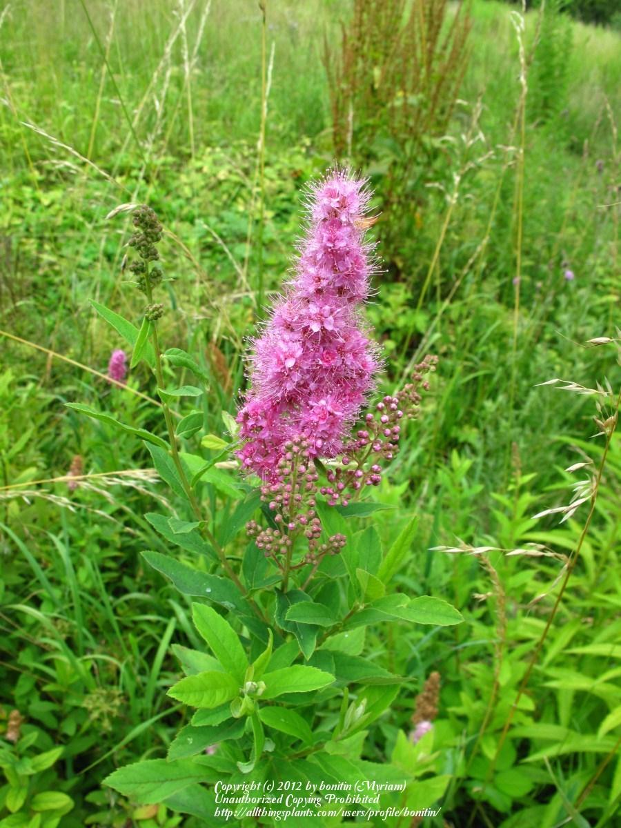 Photo of the entire plant of Hardhack (Spiraea douglasii) posted by ...