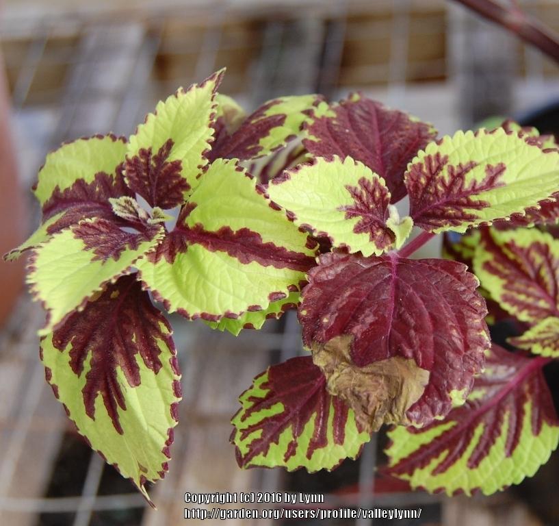 Photo of the leaves of Coleus (Coleus scutellarioides 'Fishnet ...