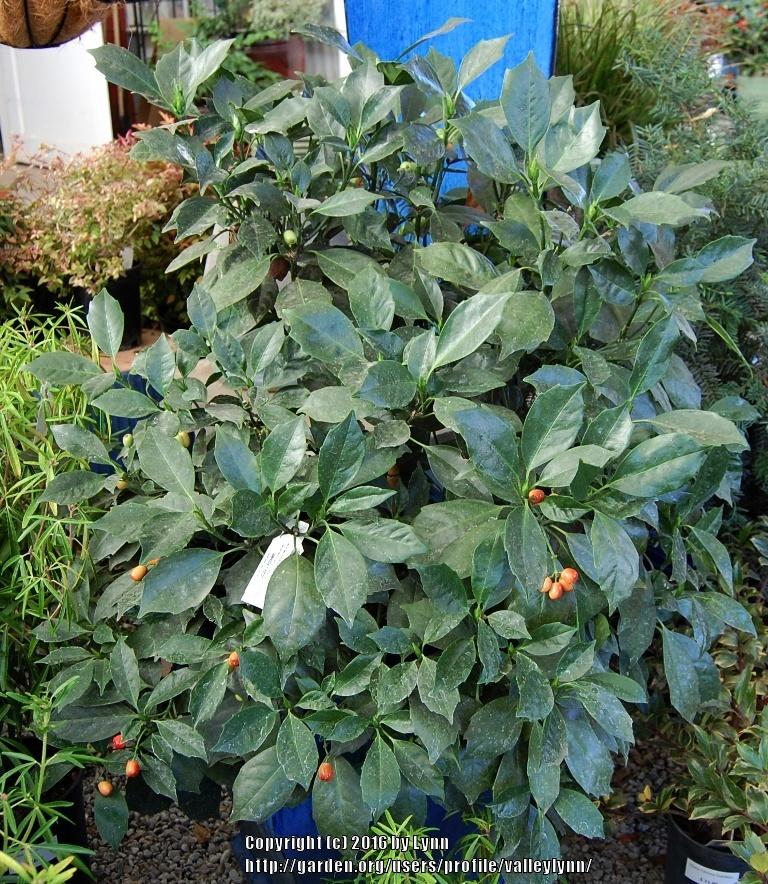 Japanese Aucuba (Aucuba japonica 'Rozannie') - Garden.org