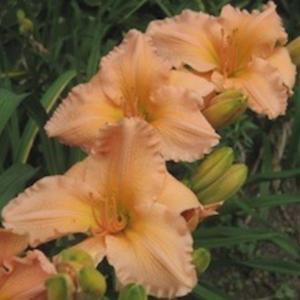 Daylily (Hemerocallis 'Naomi Ruth') in the Daylilies Database - Garden.org