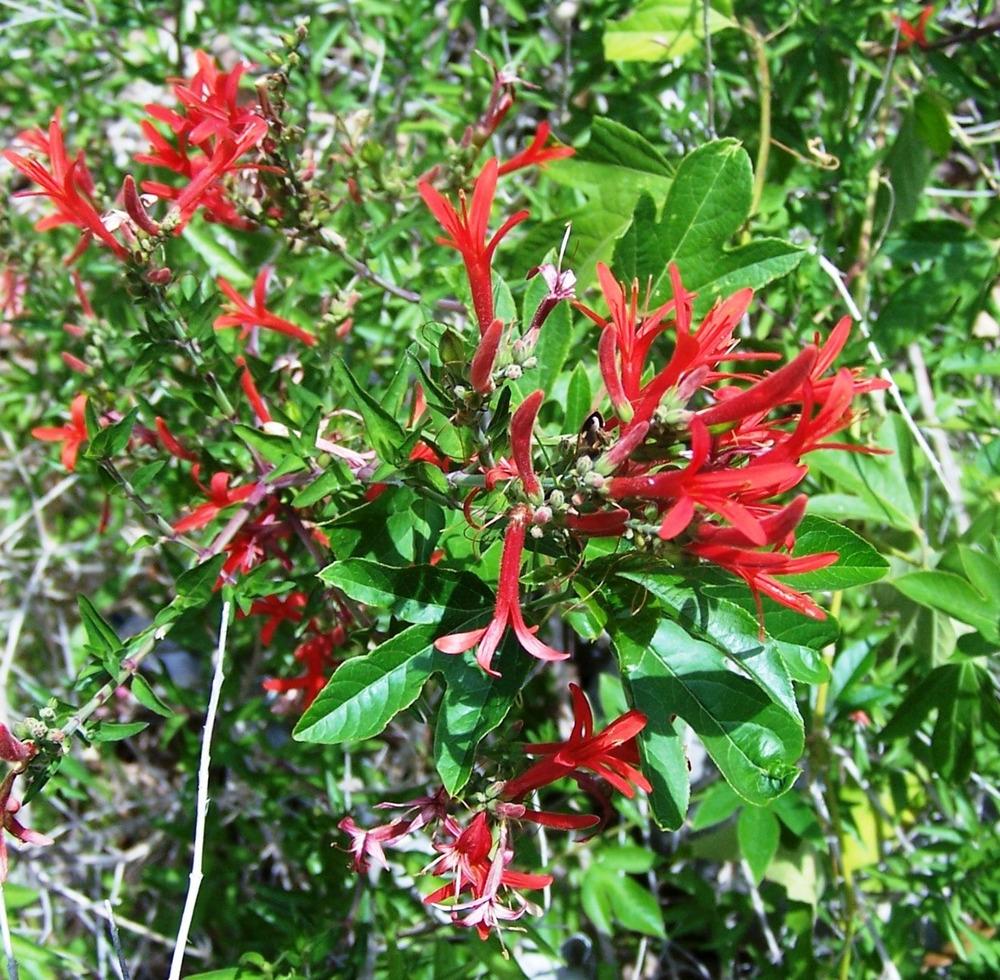 Photo of the bloom of Flame Acanthus (Anisacanthus quadrifidus) posted by LindaTX8 - Garden.org