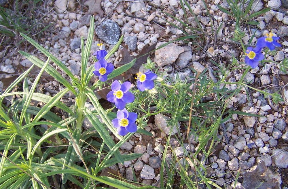 Photo of the entire plant of Blue Gilia (Giliastrum rigidulum) posted ...