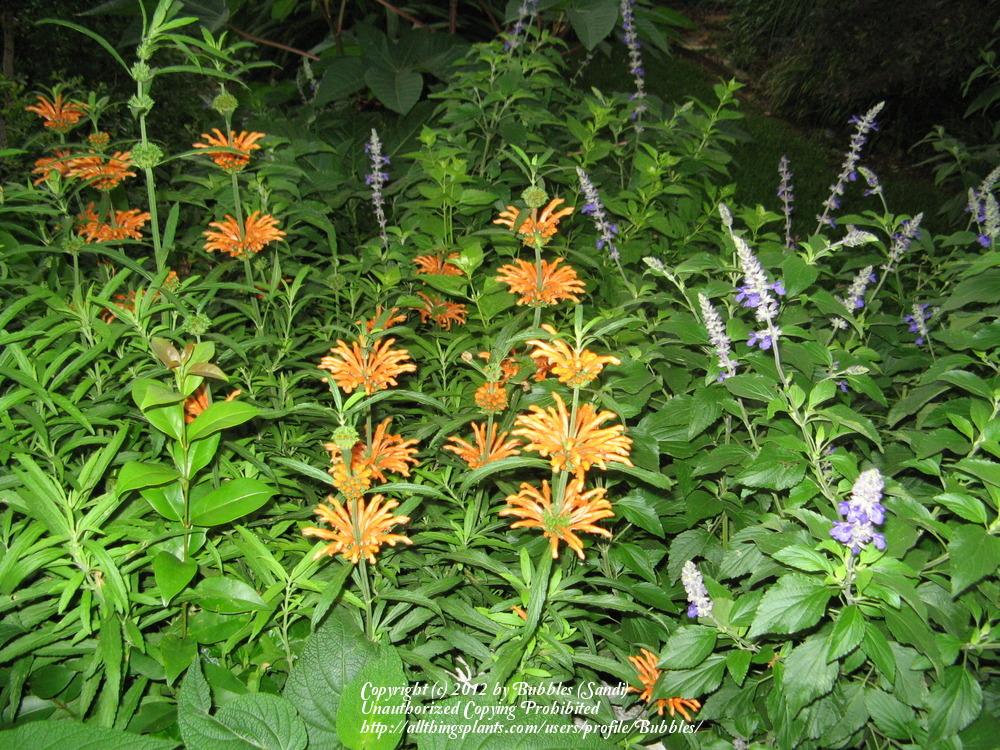 Photo of the entire plant of Lion's Tail (Leonotis leonurus) posted by ...