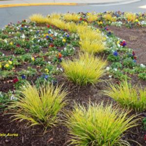 Bowles' Golden Sedge (Carex elata 'Aurea') in the Sedges Database ...