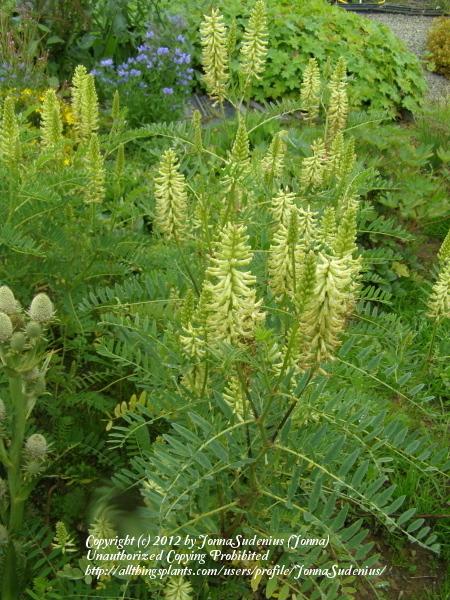 Photo of the entire plant of Canada Milkvetch (Astragalus canadensis ...