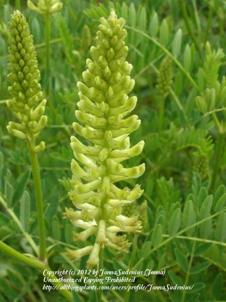Photo of the bloom of Canada Milkvetch (Astragalus canadensis) posted ...
