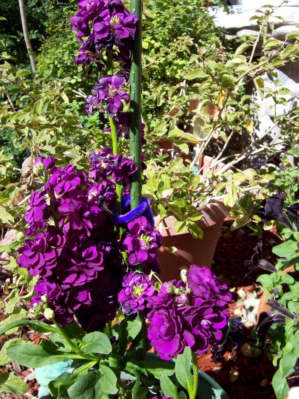 Untitled in Pipe Cleaners for Garden Ties - Garden.org