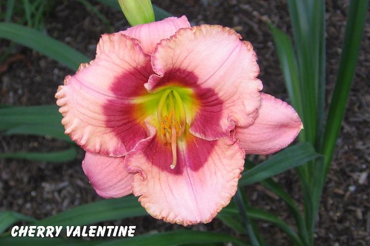 Photo of the bloom of Daylily (Hemerocallis 'Cherry Valentine') posted ...