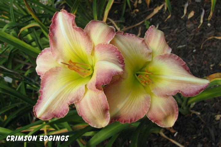 Photo of the bloom of Daylily (Hemerocallis 'Crimson Edgings') posted ...