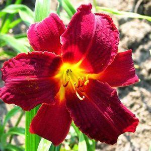 Daylily (Hemerocallis 'Ruffled Valentine') in the Daylilies Database ...