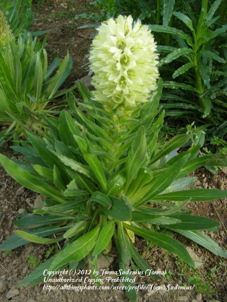 Yellow Bellflower (Campanula thyrsoides) in the Bellflowers Database ...