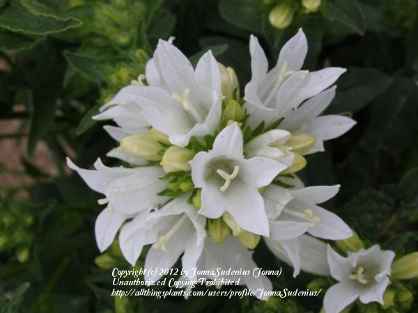 Bellflowers: Plant Care and Collection of Varieties - Garden.org