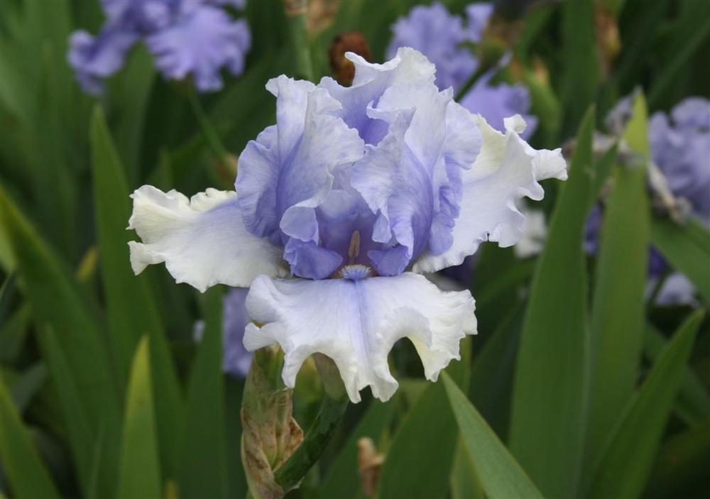 Photo of the bloom of Tall Bearded Iris (Iris 'Willamette Mist') posted ...