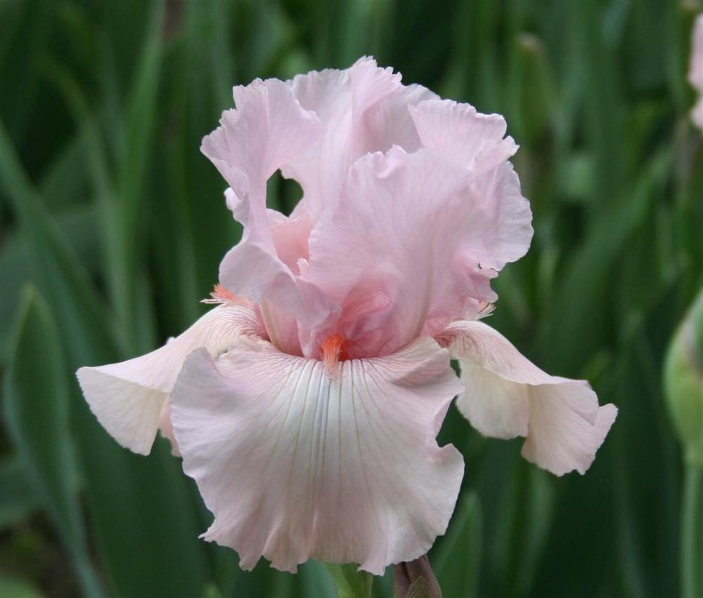 Photo of the bloom of Tall Bearded Iris (Iris 'Vanity') posted by ...