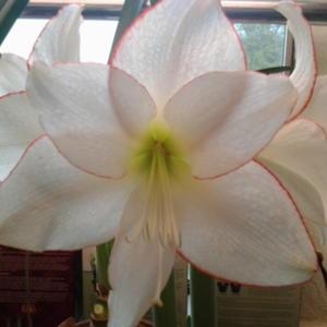 Amaryllis (Hippeastrum 'Picotee') in the Amaryllis Database - Garden.org
