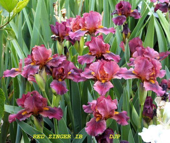Photo of the bloom of Iris 'Red Zinger' posted by Ladylovingdove ...