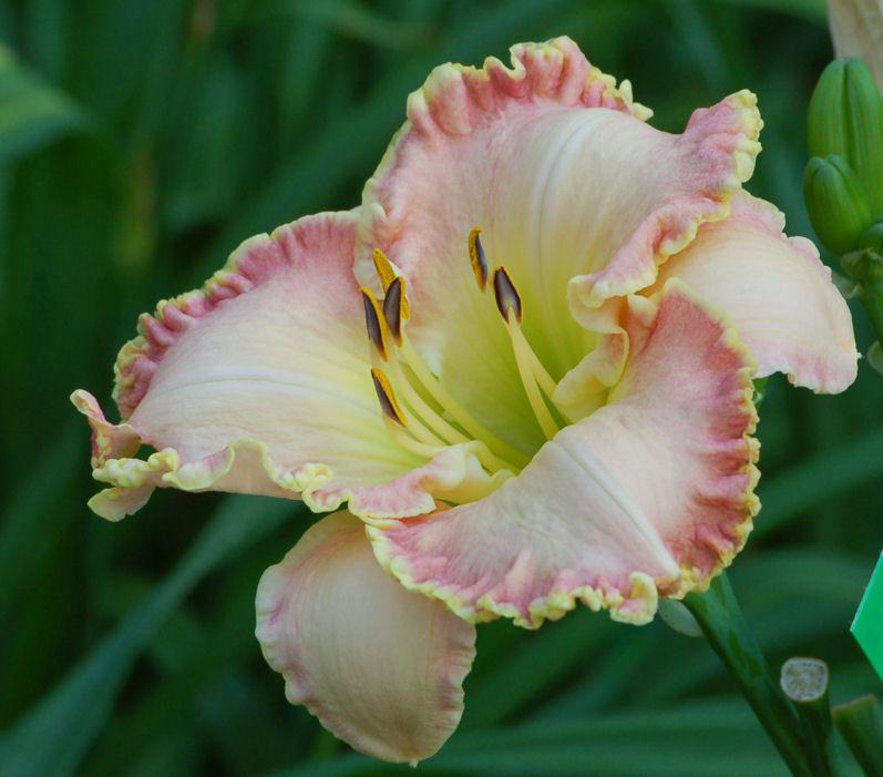 Daylily (Hemerocallis 'Alicia Rose Kissed') in the Daylilies Database ...