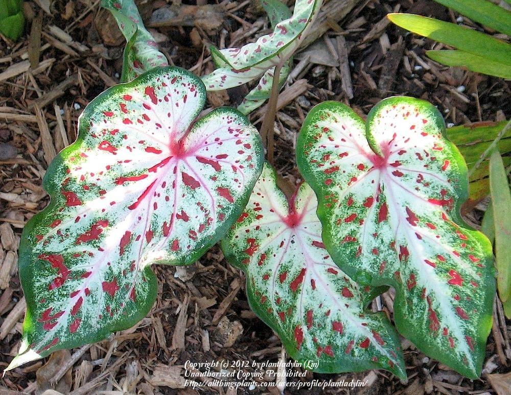 Caladiums: Plant Care and Collection of Varieties - Garden.org