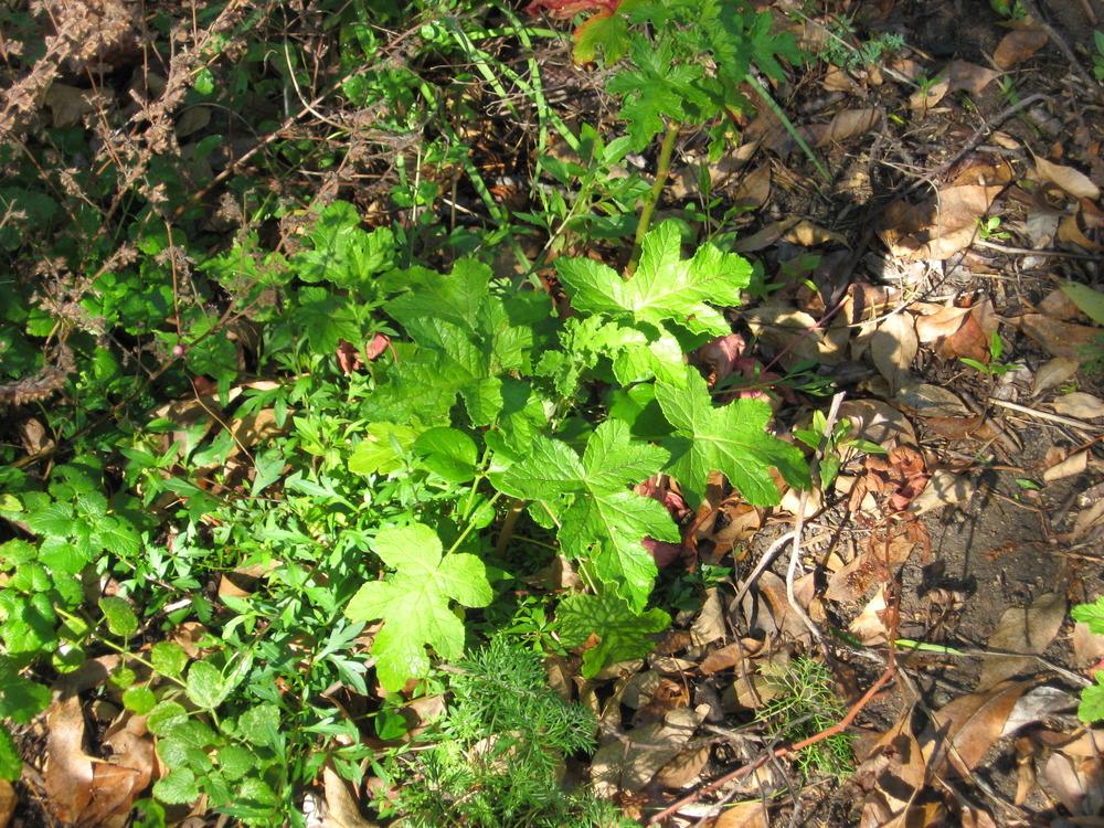 Photo of the entire plant of Oak-Leaved Geranium (Pelargonium ...