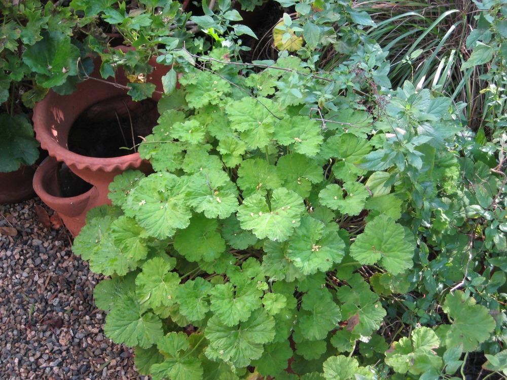 Photo of the entire plant of Apple Geranium (Pelargonium odoratissimum ...