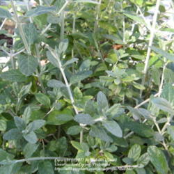 Silver Bush Germander (Teucrium fruticans 'Azurea') - Garden.org