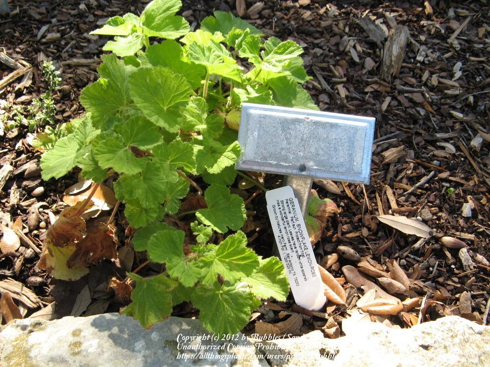 Photo of the entire plant of Geranium (Pelargonium 'Snowflake') posted ...