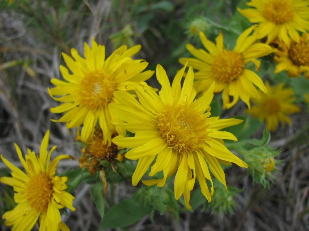Camphor daisy (Rayjacksonia phyllocephala) - Garden.org