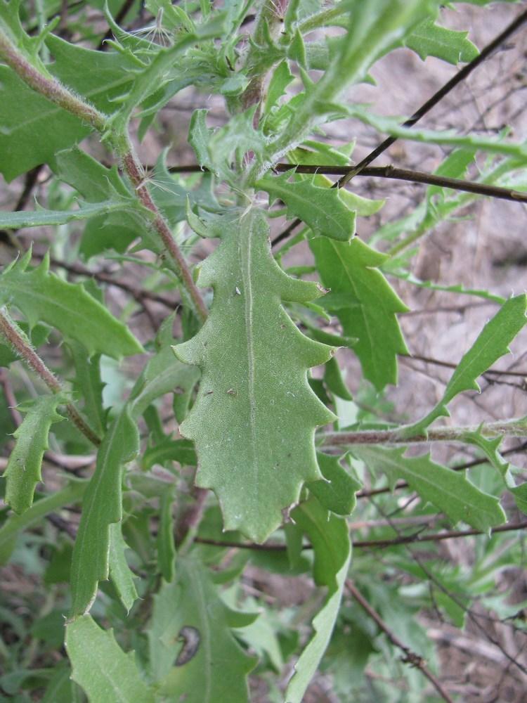 Photo of the leaves of Camphor daisy (Rayjacksonia phyllocephala ...