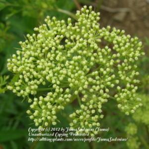 Baltic Parsley (Cenolophium denudatum) - Garden.org