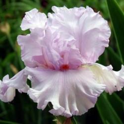 Tall Bearded Iris (Iris 'Bliss Bomb') in the Irises Database - Garden.org