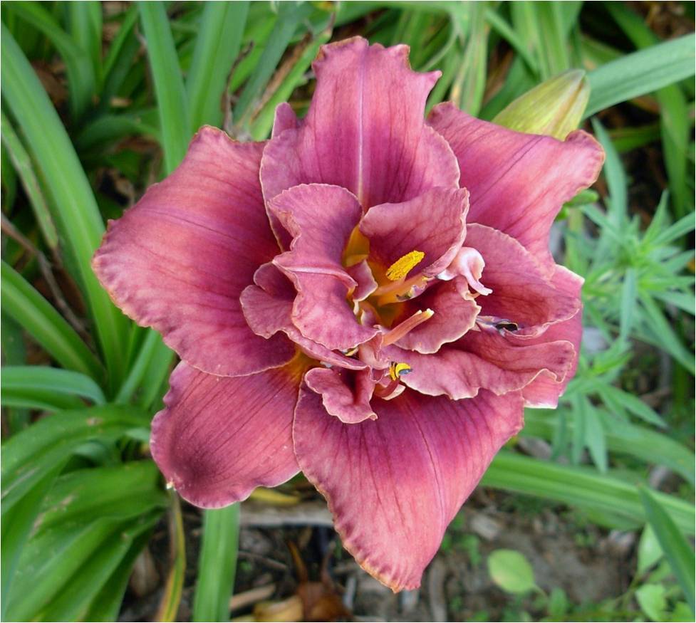 Daylily (Hemerocallis 'Amazon Lady') in the Daylilies Database - Garden.org