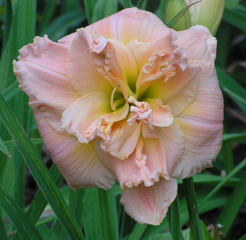 Daylily (Hemerocallis 'Castle Double Fragrance') in the Daylilies ...