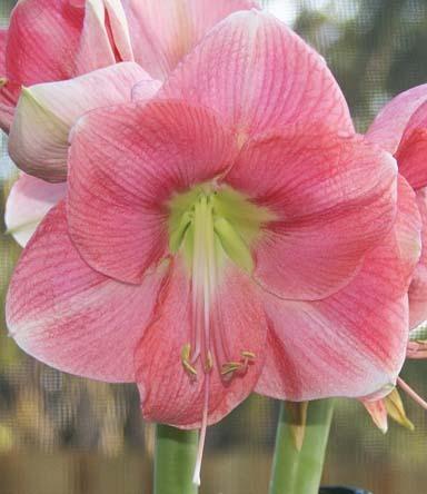 Amaryllis (Hippeastrum 'Rosalie') in the Amaryllis Database - Garden.org
