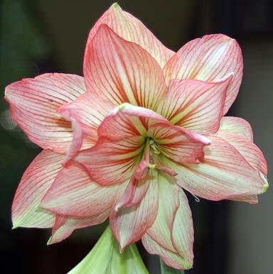 Photo of the bloom of Amaryllis (Hippeastrum 'Zombie') posted by bsharf ...